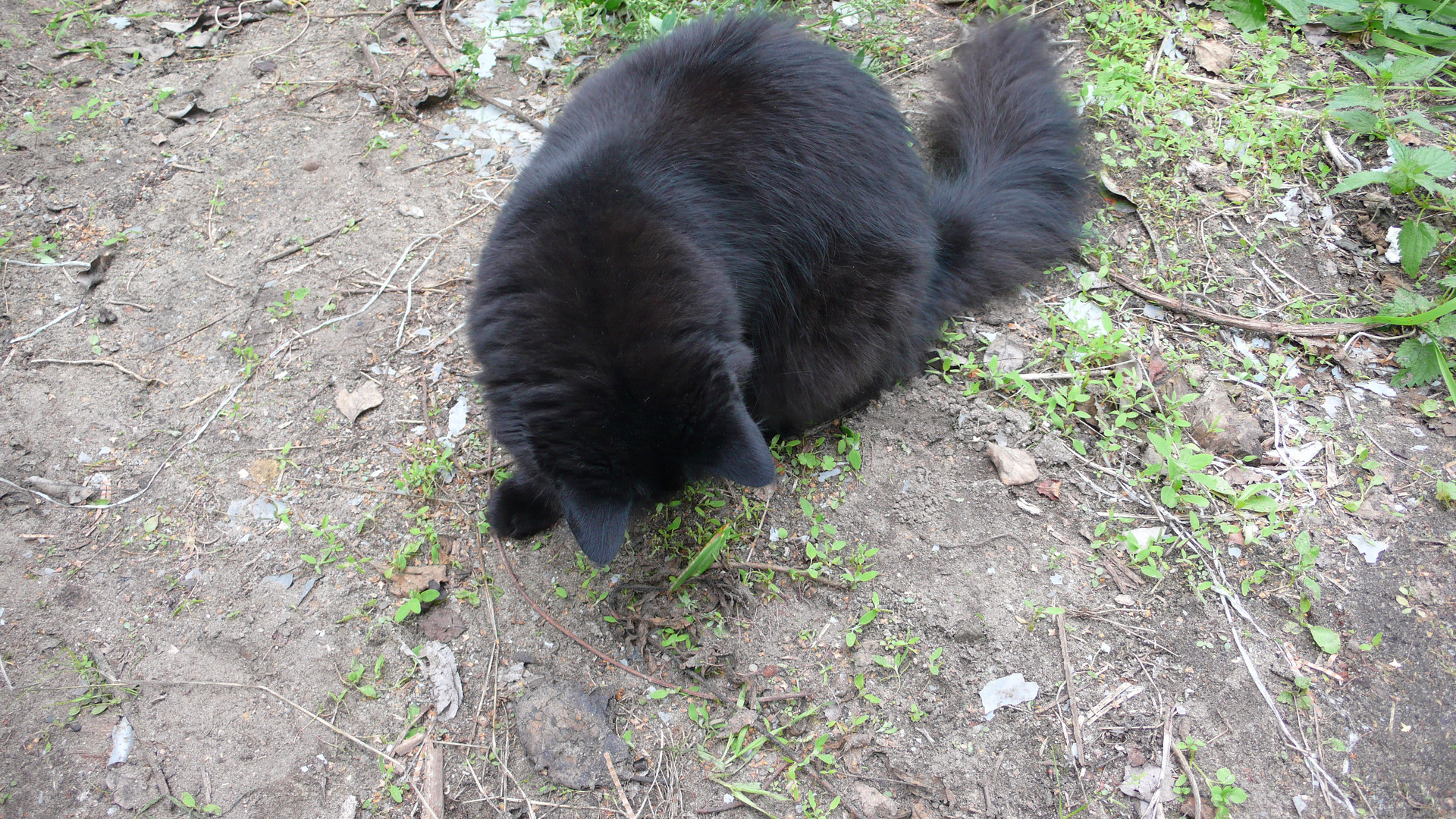 Suchbild: grüne Beute Foto & Bild | tiere, haustiere, katzen Bilder auf ...
