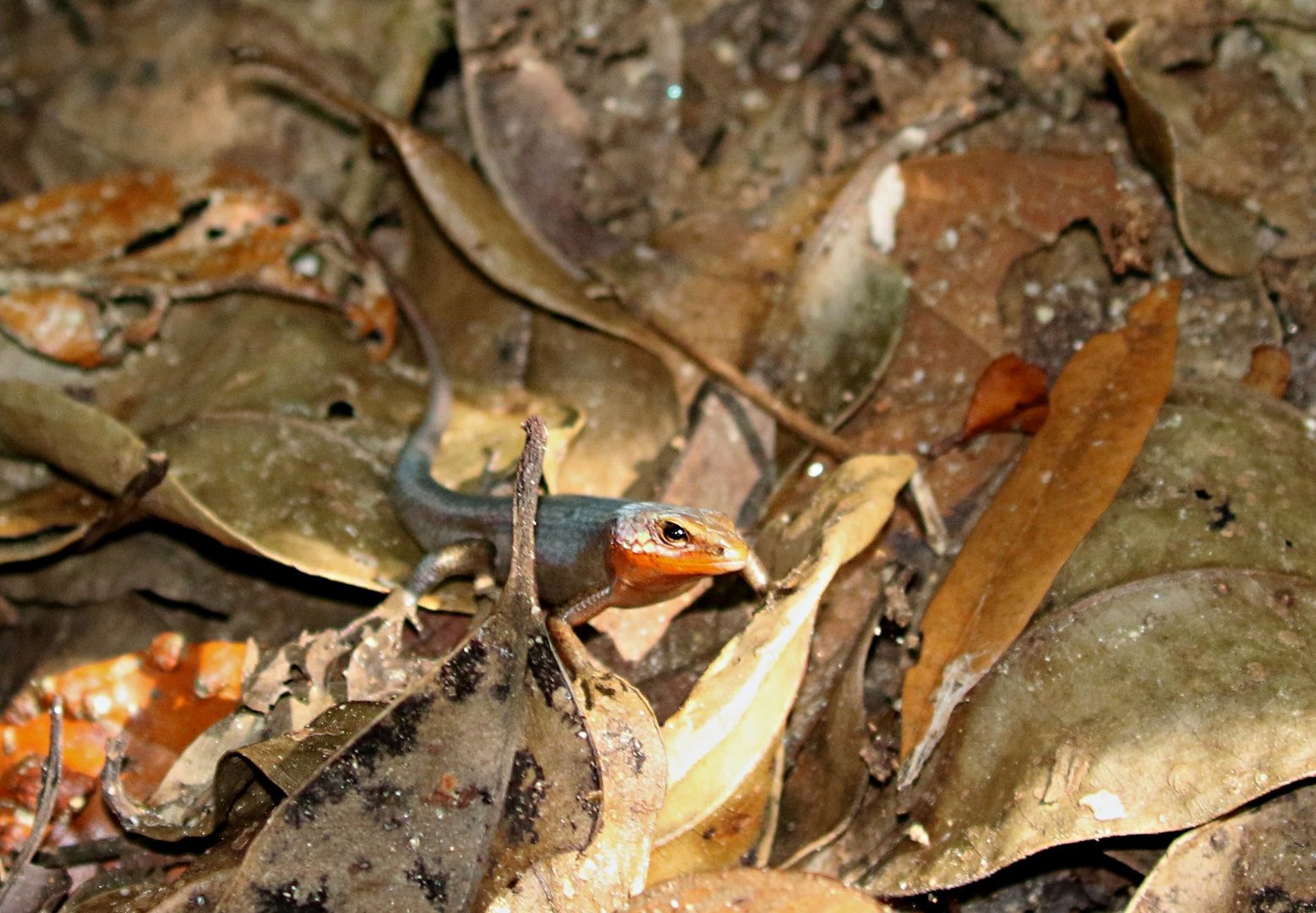 Suchbild mit Echse ... Foto & Bild | amphibien, reptilien, tiere ...