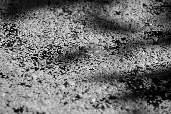 Amphibien Bilder & Fotos