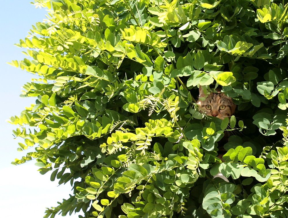 Suchbild mit Katze Foto & Bild | tiere, haustiere, katzen Bilder auf ...