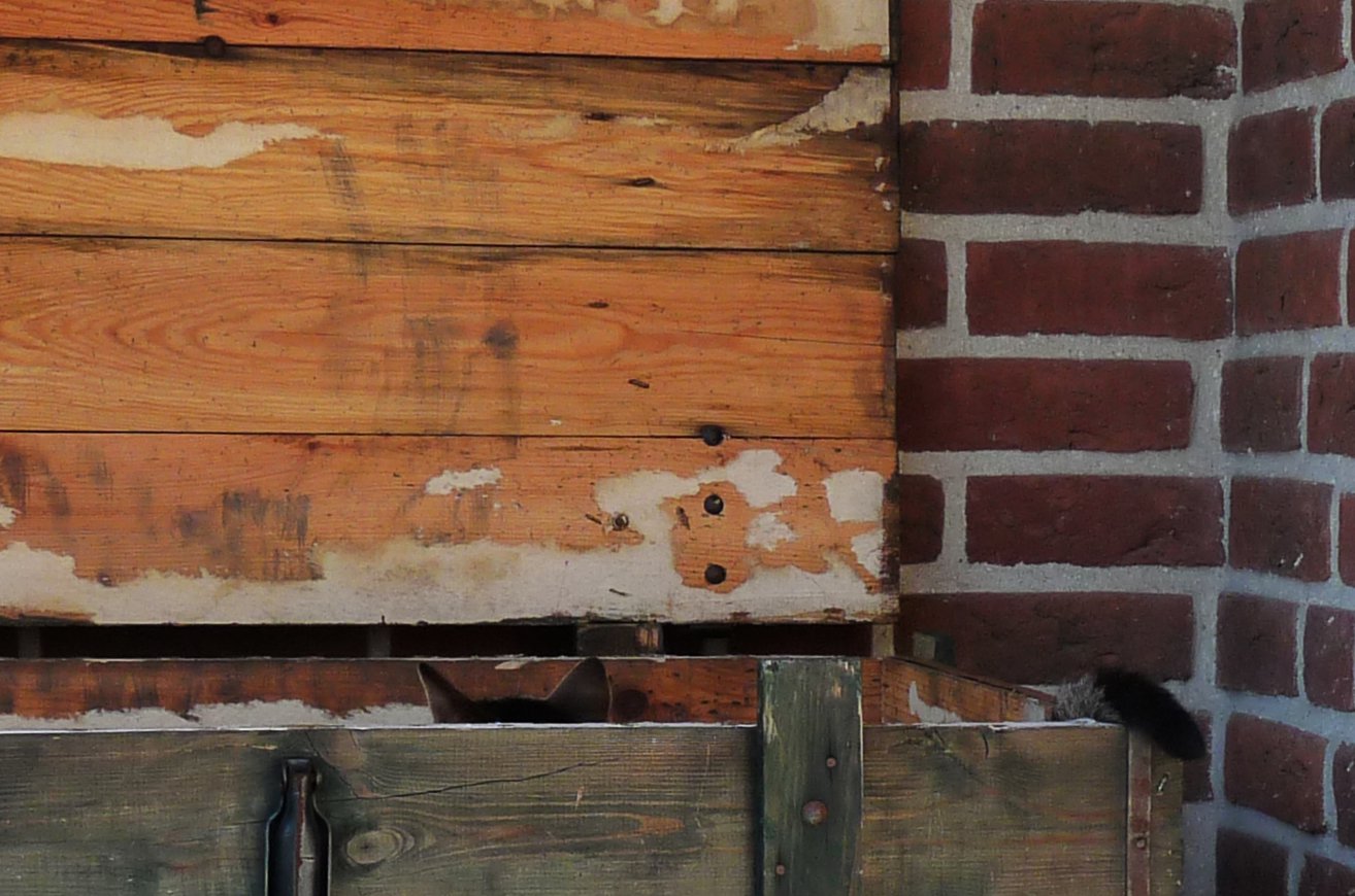 suchbild oder "der unsichtbare kater" Foto & Bild | tiere, haustiere ...