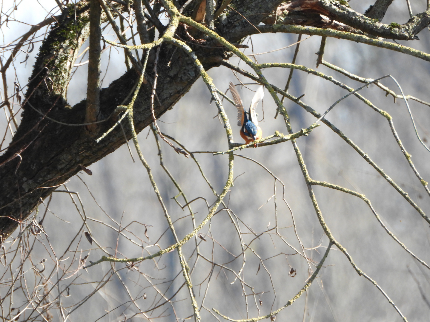 Suchbild: .... und Tschüss ! Foto & Bild | tiere, wildlife, wild ...
