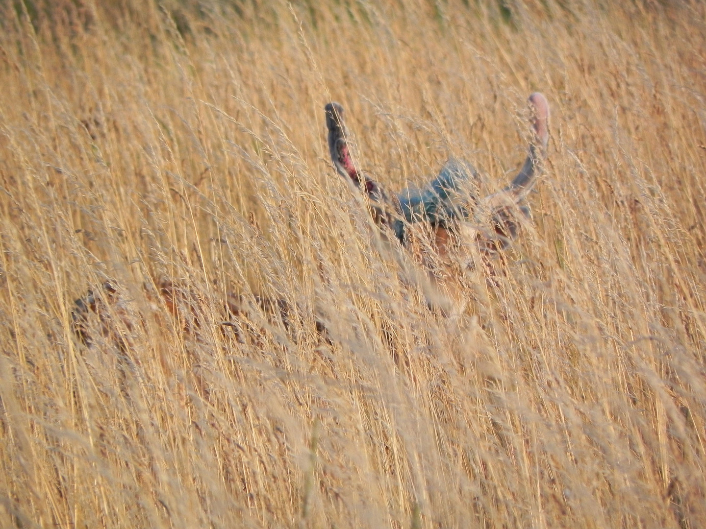 Suchbild: Versteckt und doch zu sehen Foto & Bild | natur, tiere ...