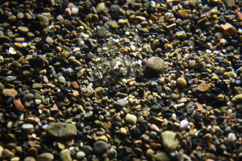 Suchbild: Wer findet den Fisch? Foto & Bild | quatsch, fun und ...