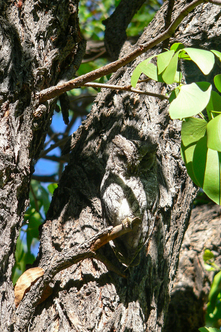 Suchbild - wer findet die Eule Foto & Bild | tiere, wildlife, wild ...