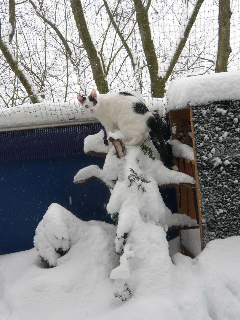 Suchbild... wo ist die Katze? Foto & Bild | tiere, haustiere, katzen ...