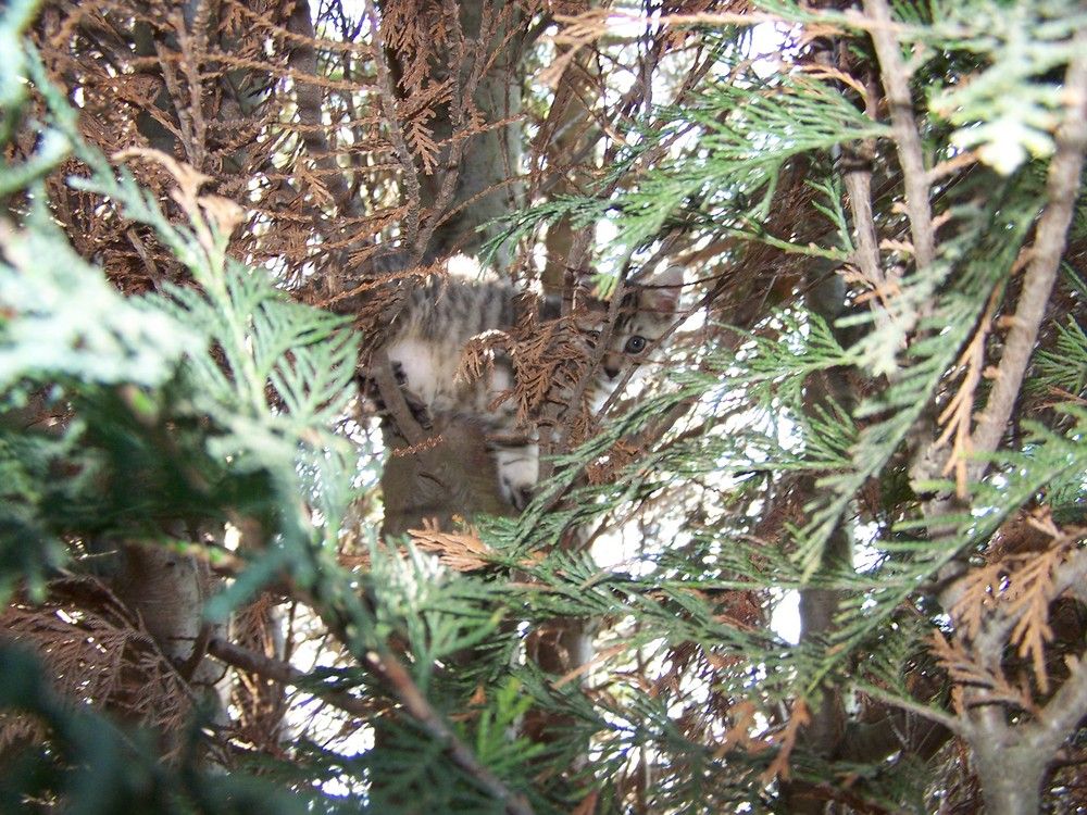 Suchbild - Wo ist die kleine Katze Foto & Bild | tiere, haustiere ...