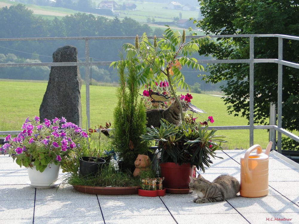 Suchbild ... ZWEI Katzen ... Foto & Bild | tiere, haustiere, katzen ...