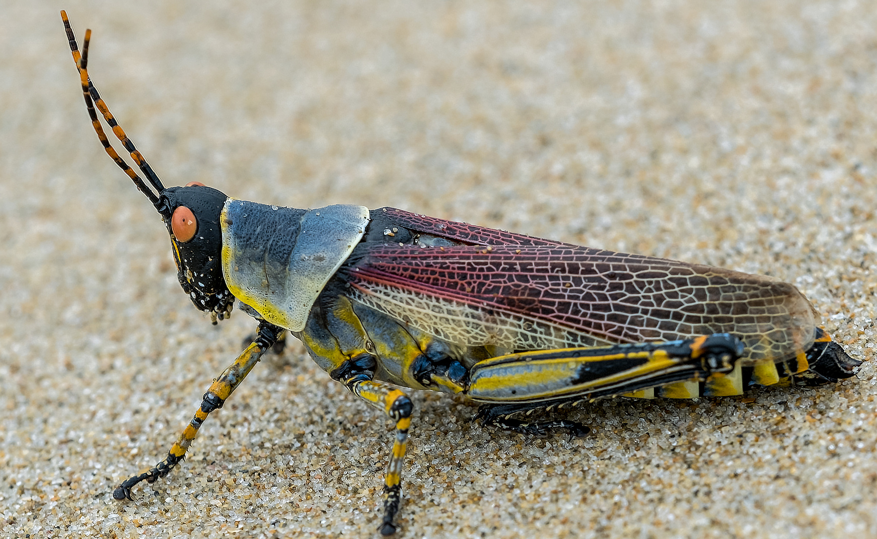 Südafrika Heuschrecke Foto & Bild | tiere, wildlife, insekten Bilder ...