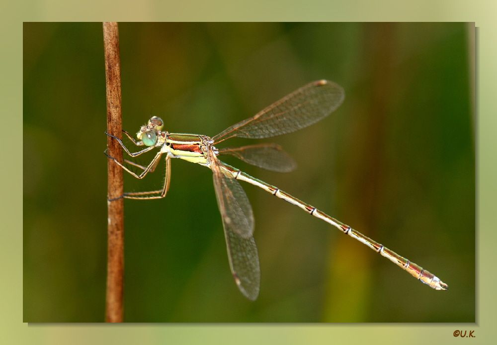 Südliche-Binsenjungfer-(Lestes-barbarus) Foto & Bild | tiere, wildlife ...