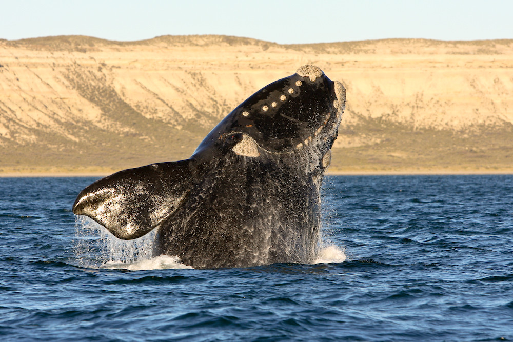 südlicher Glattwal Foto & Bild | tiere, wildlife, säugetiere Bilder auf ...
