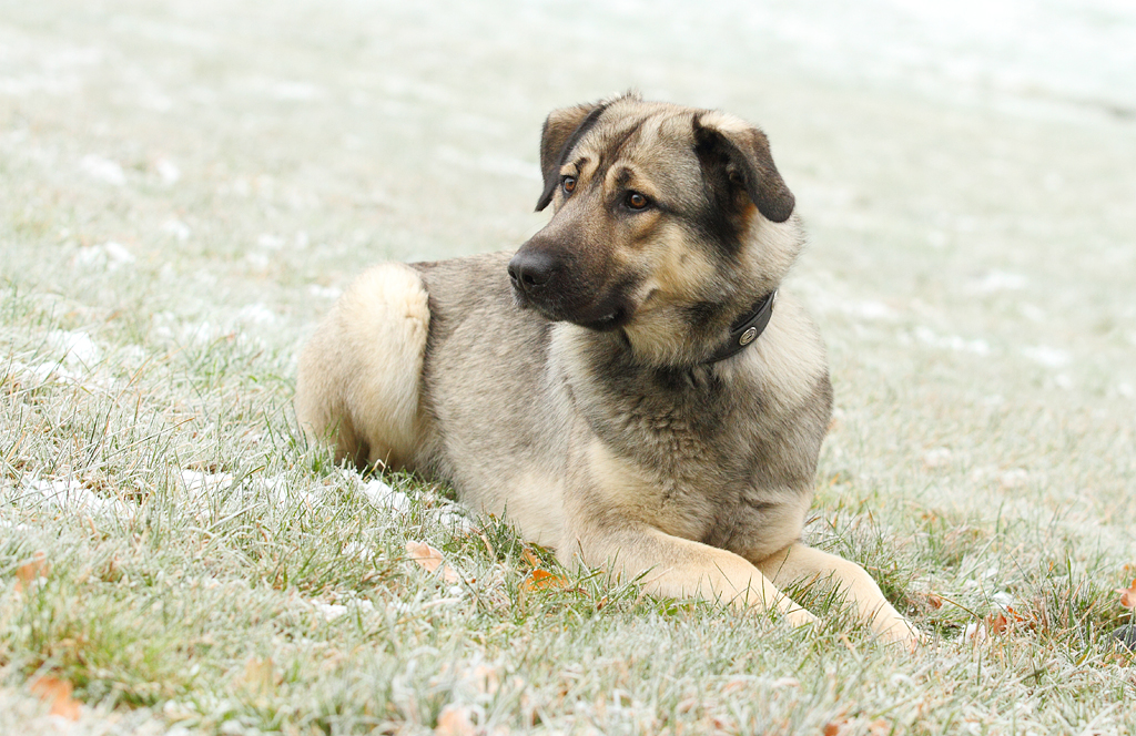 süß und knuffig Foto & Bild | hunde, hund, natur Bilder auf fotocommunity