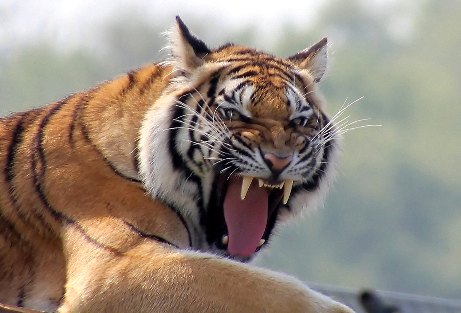 Süsse Mulle... Foto & Bild | natur, zoo, tiere Bilder auf fotocommunity