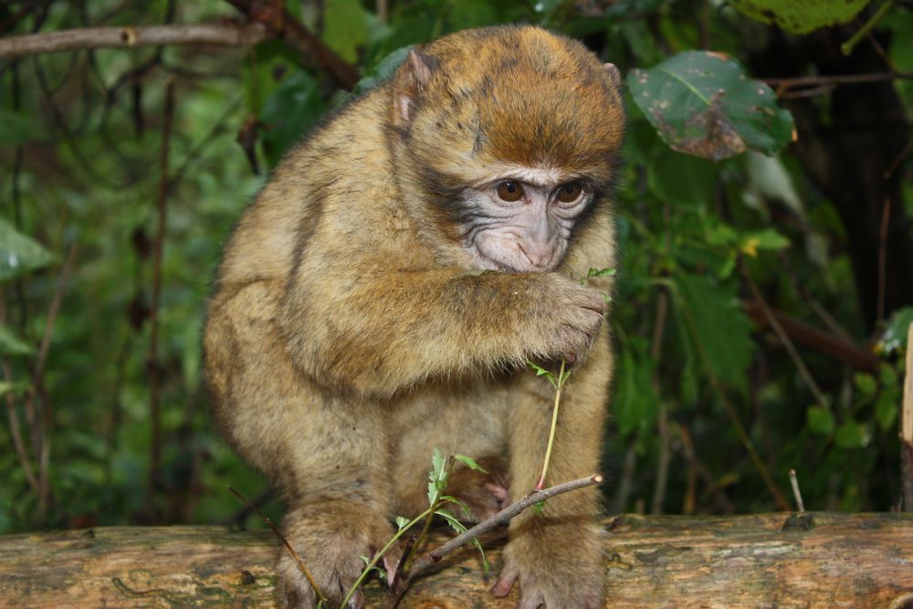 süßer Affe Foto & Bild | anfängerecke - nachgefragt, natur Bilder auf ...