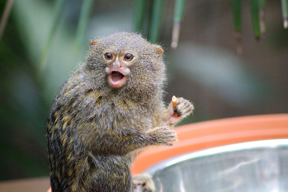 Süsser kleiner Affee - Bild & Foto von nessy hennef aus Affen ...