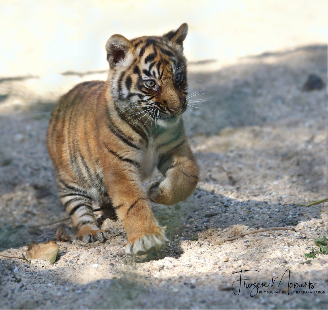 SÜSSER RABAUKE Foto & Bild | canon, nature, natur Bilder auf fotocommunity