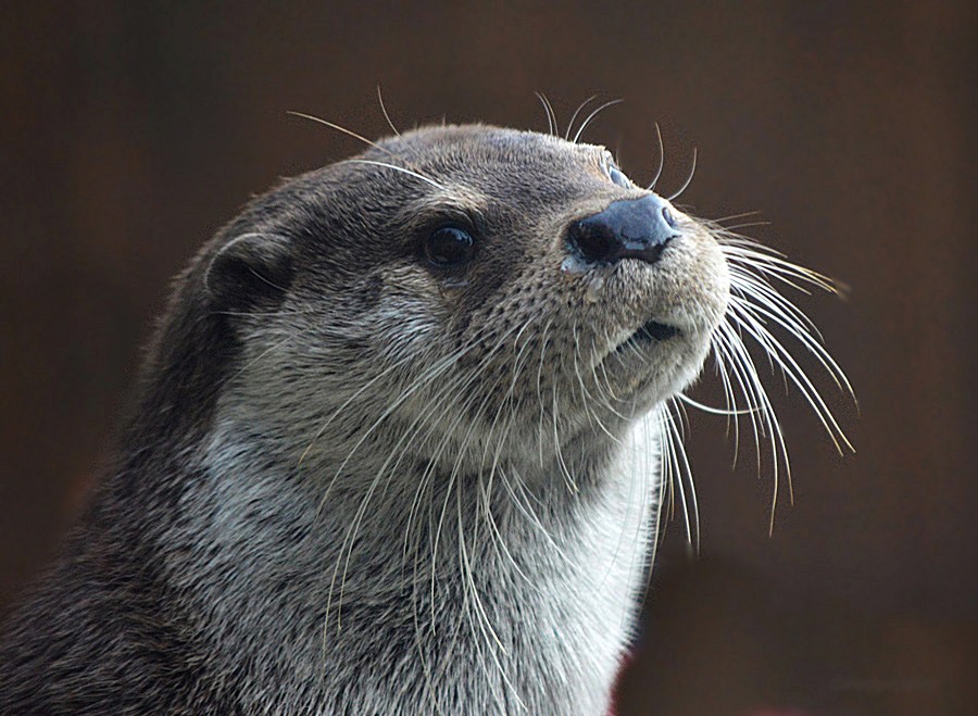Süßer Schelm !!! Foto & Bild | tiere, zoo, wildpark & falknerei ...