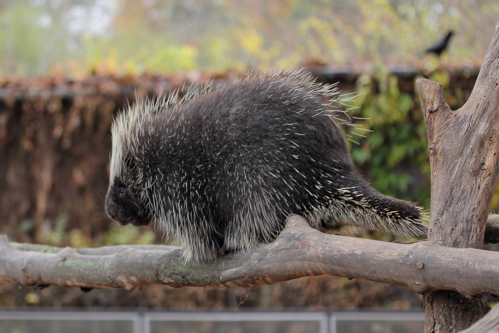Süßer Stinker Foto & Bild | tiere, zoo, wildpark & falknerei ...