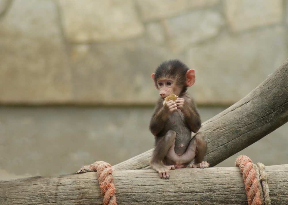 süßes affenbaby Foto & Bild | tiere, zoo, wildpark & falknerei ...