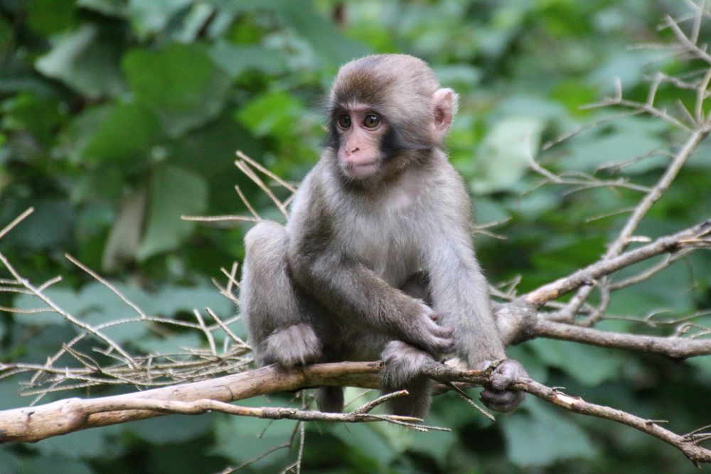 Süßes Affenbaby auf dem Affenberg in Kärnten, Österreich Foto & Bild ...