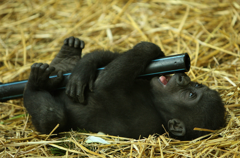 Süßes Affenbaby Foto & Bild | tiere, tierkinder, zoo Bilder auf ...