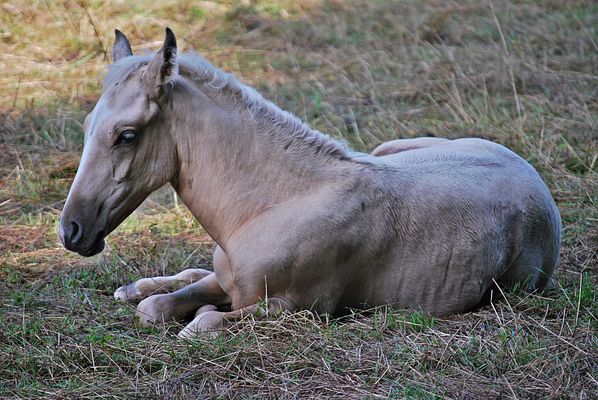 Pferde, Esel, Maultiere Bilder & Fotos - Fotografien
