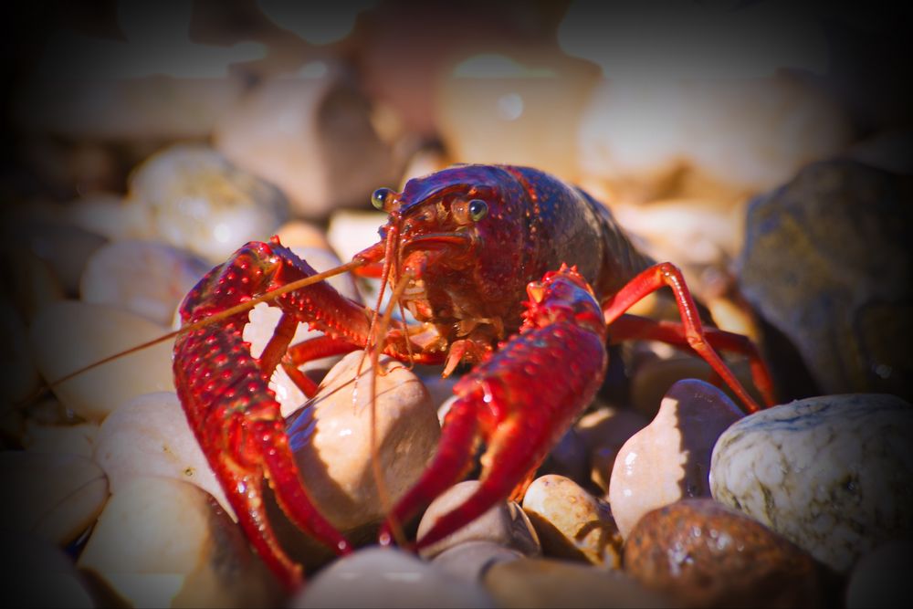 Süsswasser Krebs vom Gardasee Foto & Bild | tiere, wildlife, krebse ...