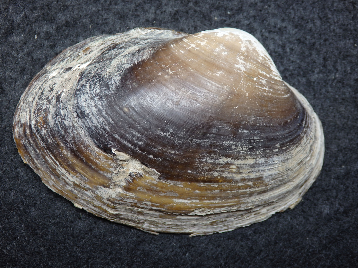 Süßwassermuschel - Unio sp. Foto & Bild | tiere, wildlife, schnecken ...