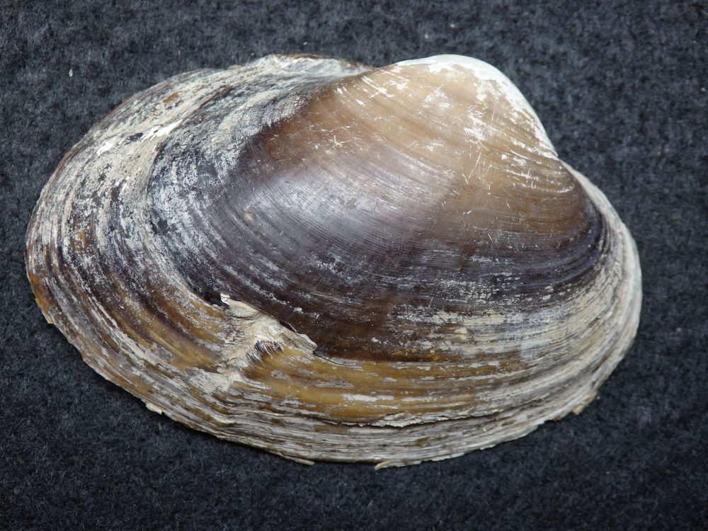 Süßwassermuschel - Unio sp. Foto & Bild | tiere, wildlife, schnecken ...