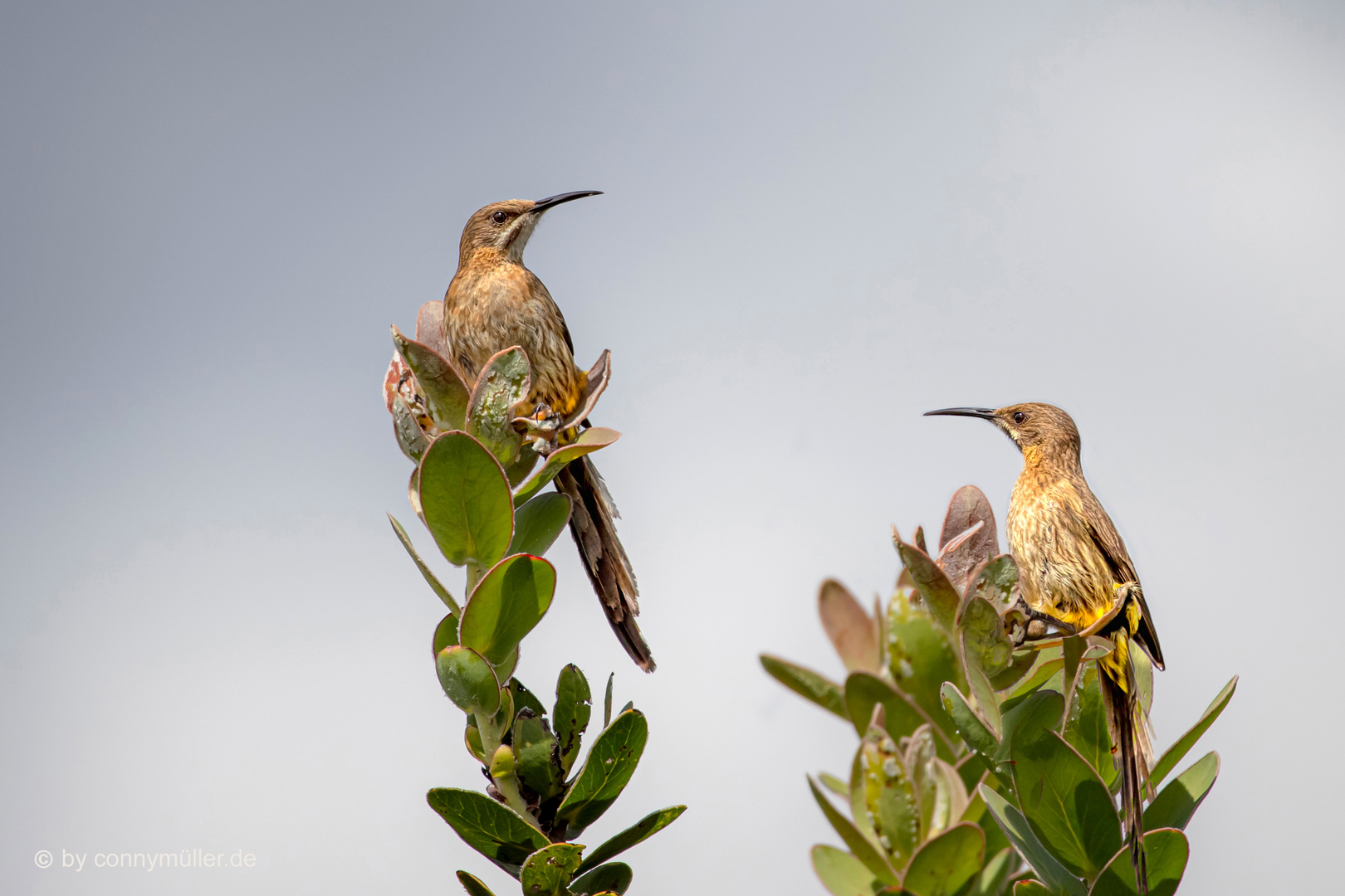 Sugarbirds Foto & Bild | südafrika, grootbos, protea Bilder auf ...