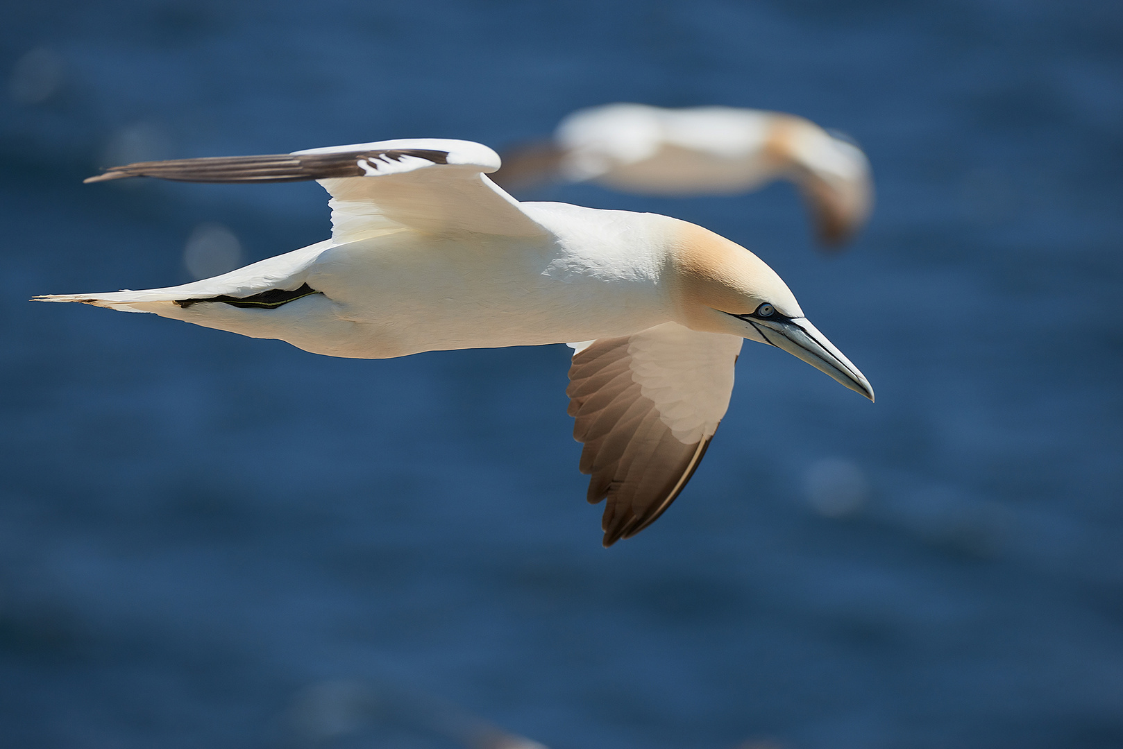 Sula Foto % Immagini| animali, uccelli allo stato libero, animali allo ...