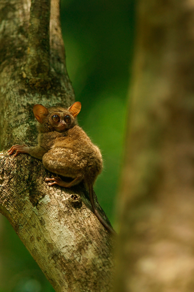 Sulawesi-Koboldmaki Foto & Bild | tiere, wildlife, säugetiere Bilder ...