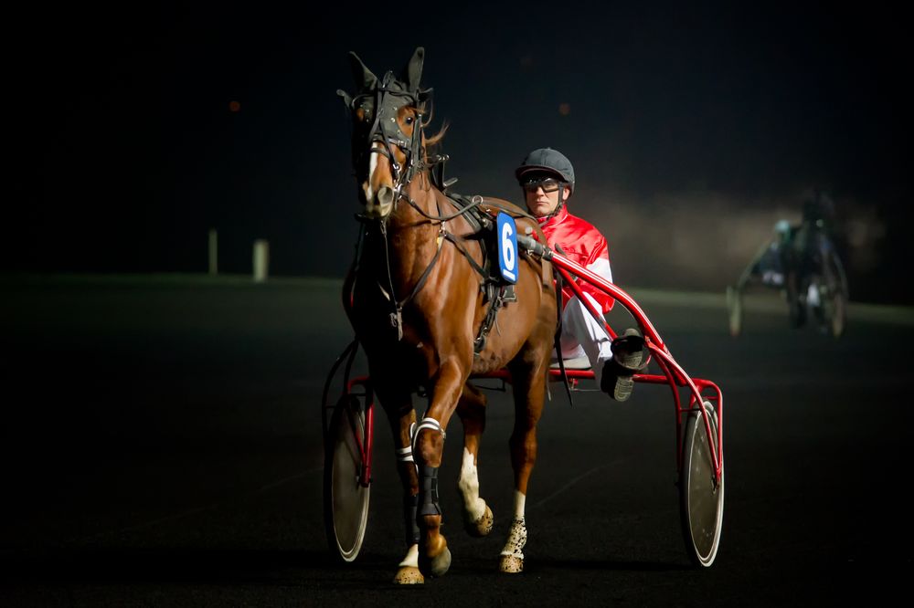 Sulky photo et image | animaux, animaux domestiques, les chevaux Images ...