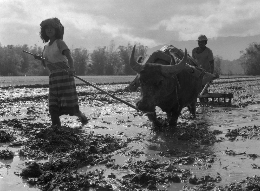 Sumatra - Reisbauern Foto & Bild | erwachsene, menschen bei der arbeit ...
