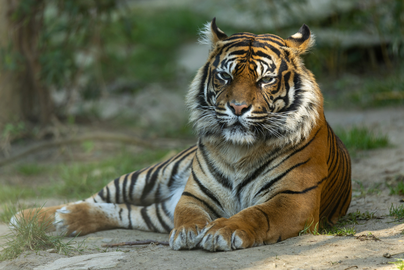 Sumatra-Tiger Foto & Bild | tiere, zoo, wildpark & falknerei ...