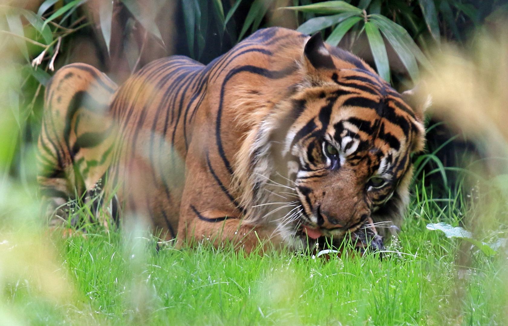 Sumatra-Tiger Foto & Bild | tiere, zoo, wildpark & falknerei ...