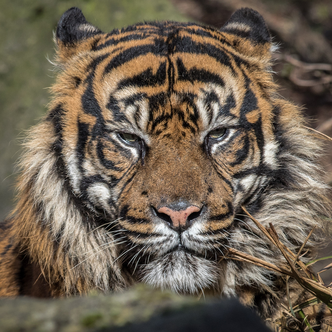 Sumatra-Tiger Foto & Bild | tiere, zoo, wildpark & falknerei ...