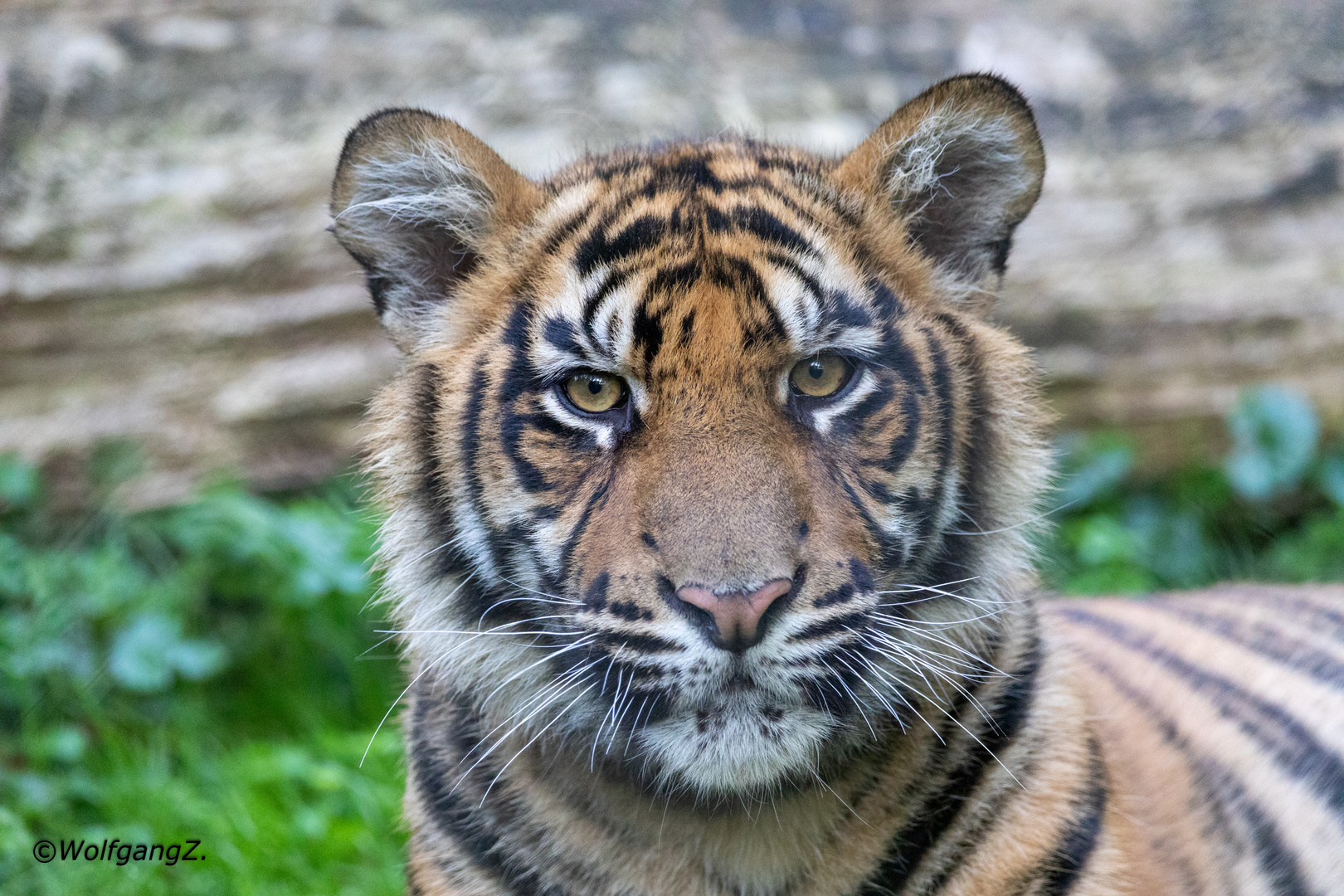 Sumatra Tiger Foto & Bild | tiere, zoo, wildpark & falknerei ...