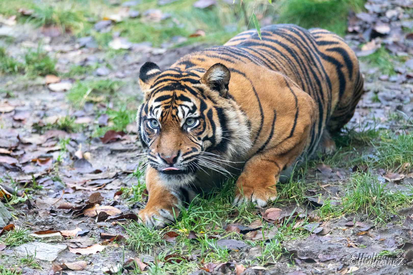 Sumatra-Tiger Foto & Bild | tiere, zoo, wildpark & falknerei ...