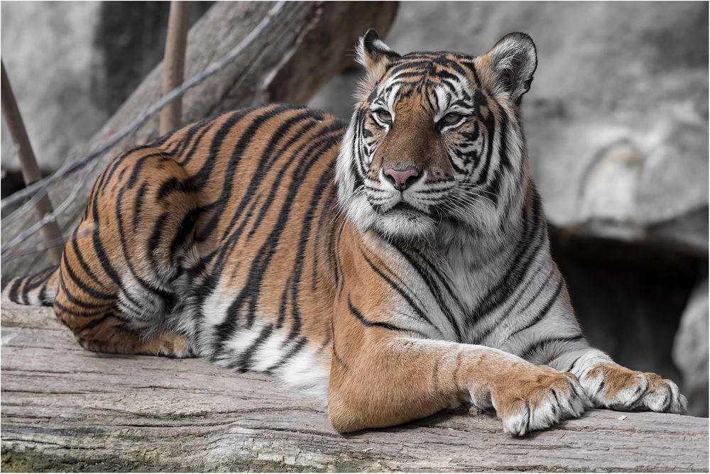 Sumatra-Tiger Foto & Bild | nature, world, natur Bilder auf fotocommunity