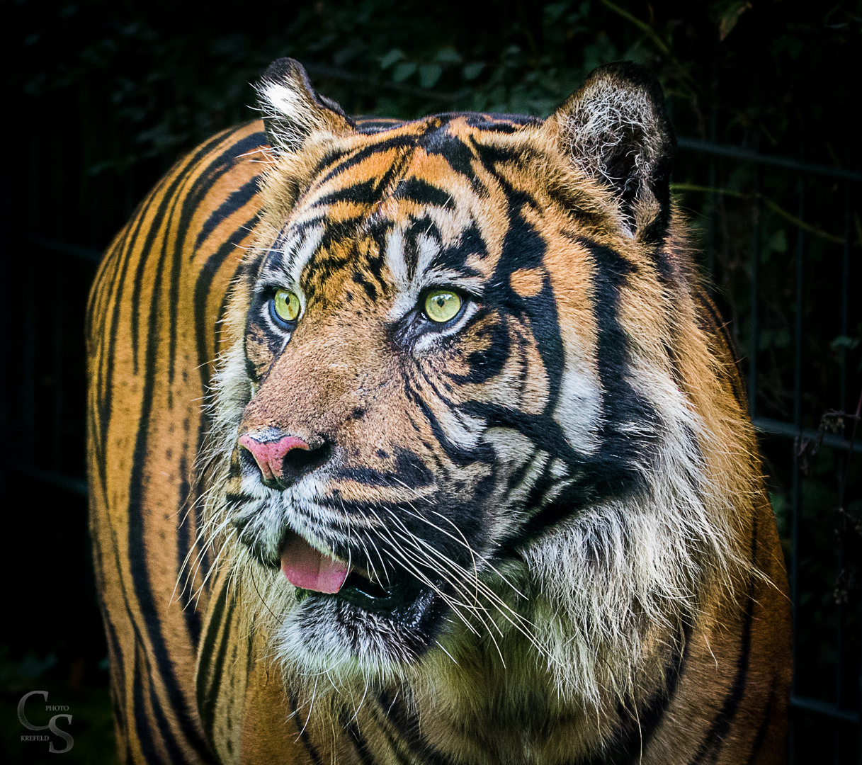 Sumatra Tiger Foto & Bild | canon, natur, zoo Bilder auf fotocommunity