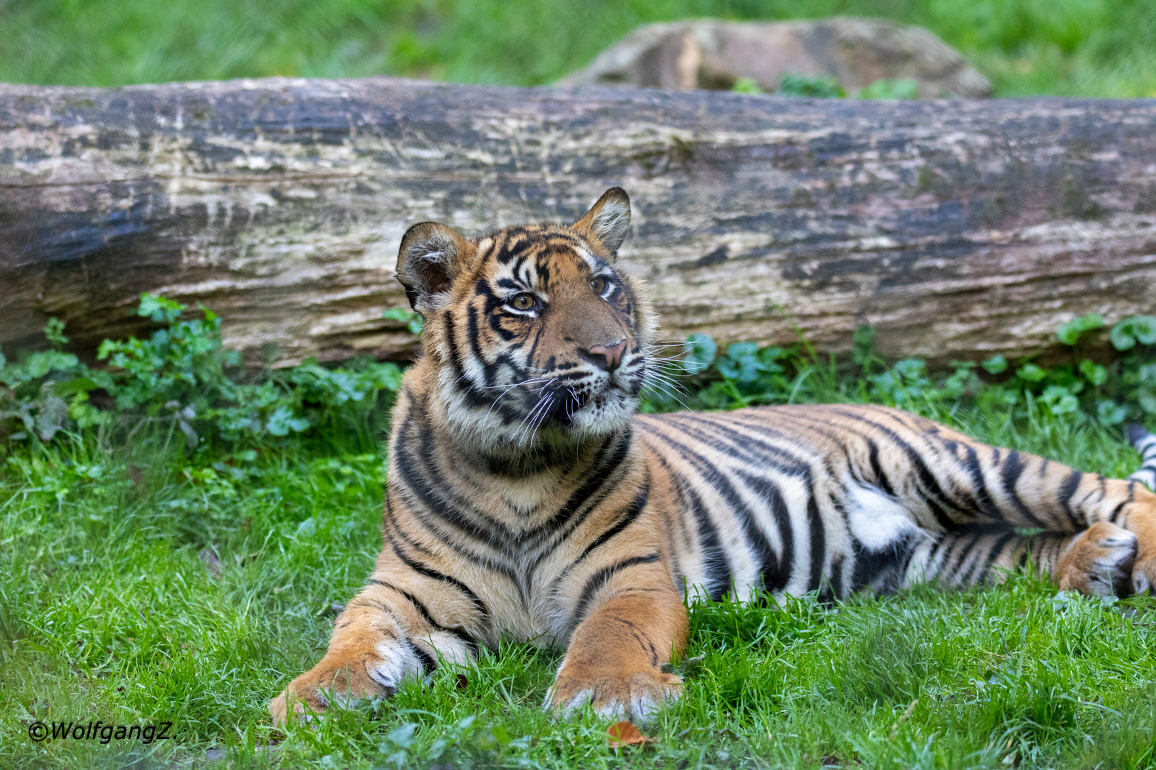 Sumatra-Tiger Foto & Bild | tiere, zoo, wildpark & falknerei ...
