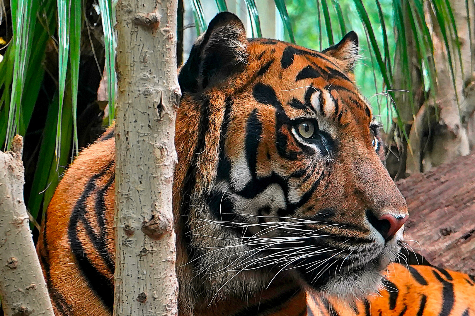 Sumatra-Tiger Foto & Bild | deutschland, europe, hessen Bilder auf ...