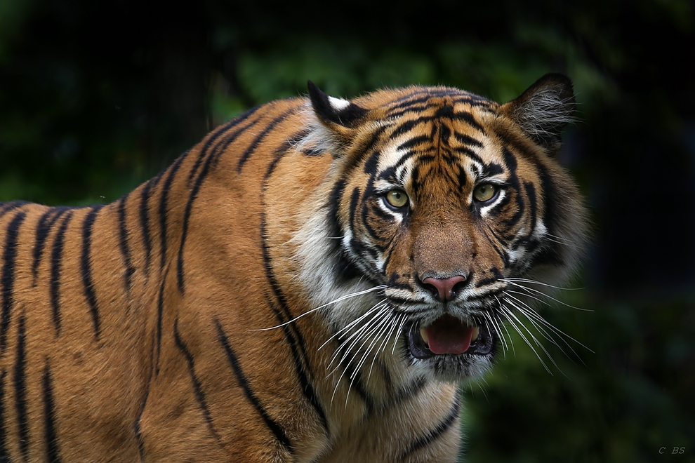 Sumatra Tiger Foto & Bild | tiere, zoo, wildpark & falknerei ...