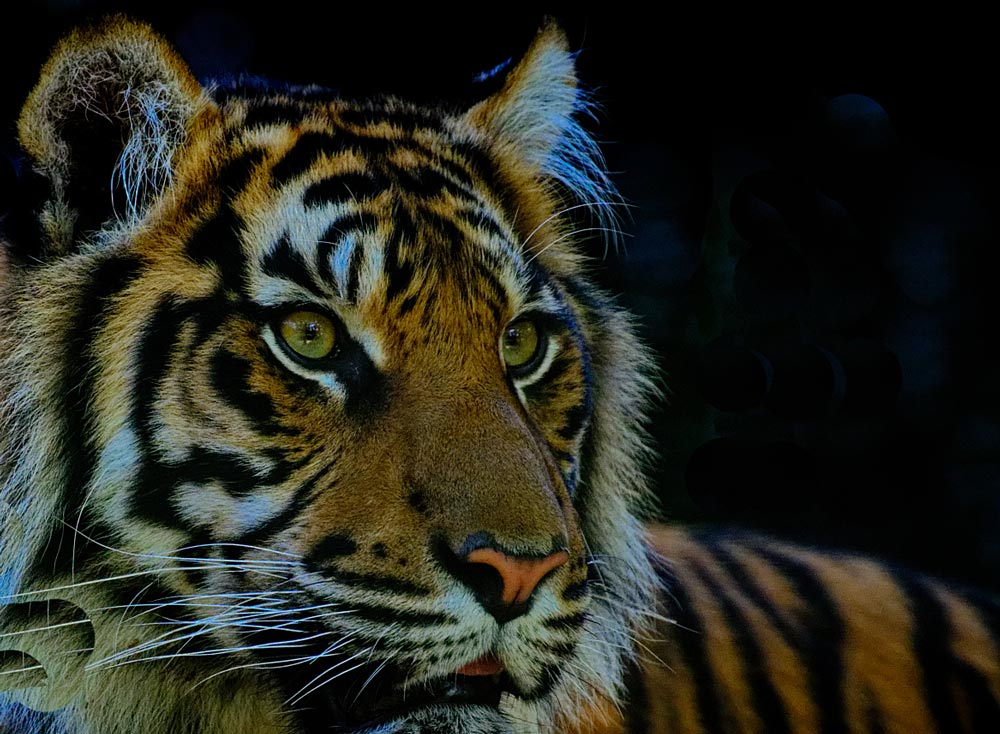 SUMATRA-TIGER Foto & Bild | tiere, zoo, wildpark & falknerei ...