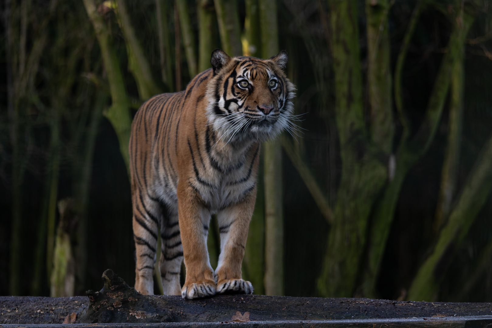 Sumatra-Tiger Foto & Bild | tiere, zoo, wildpark & falknerei ...