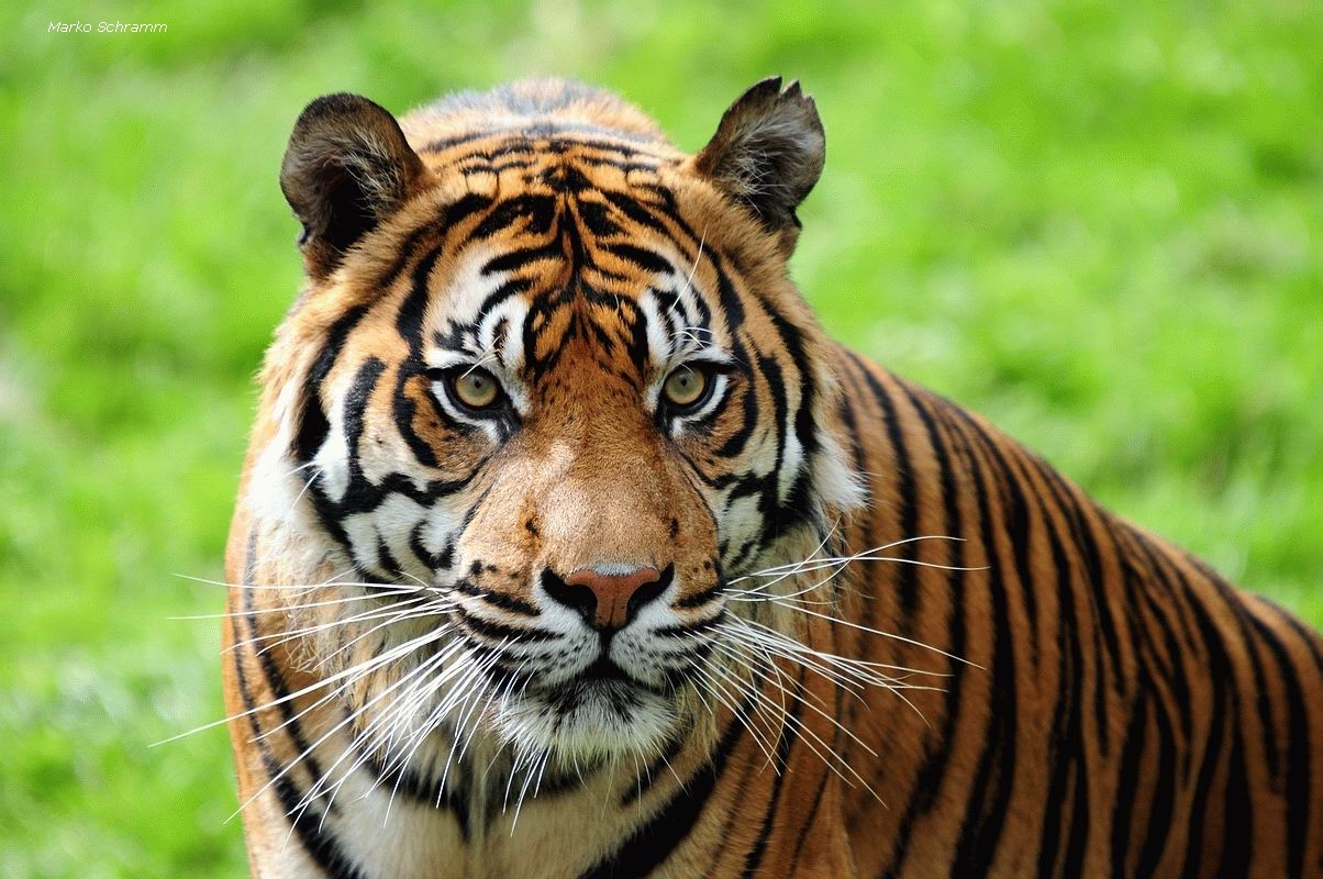 Sumatra-Tiger Foto & Bild | asia, indonesia, southeast asia Bilder auf ...