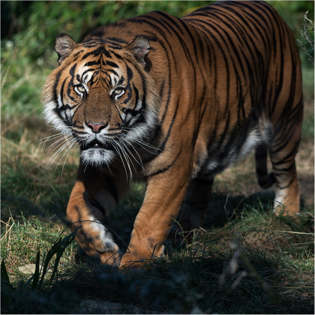 Sumatra-Tiger Foto & Bild | natur, schön, porträt Bilder auf fotocommunity