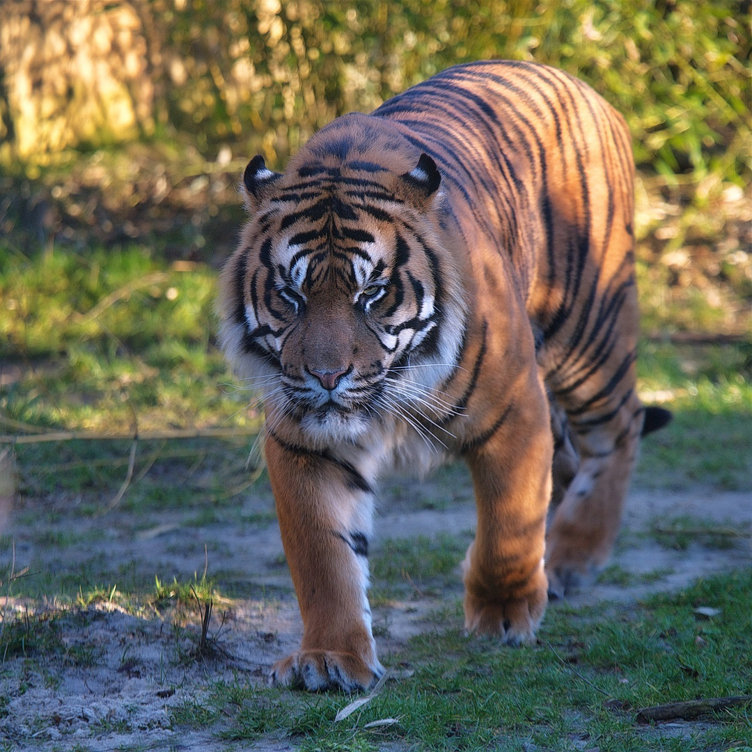 Sumatra Tiger... Foto & Bild | lebenswesen, natur, tierfotografie ...