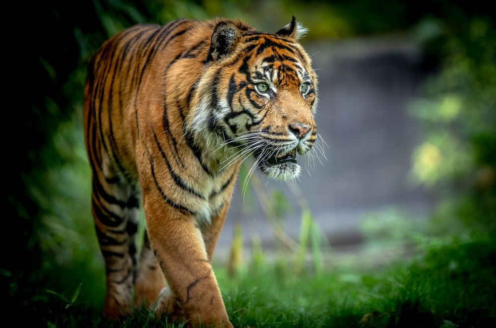 Sumatra Tiger Foto & Bild | tiere, zoo, wildpark & falknerei, natur ...
